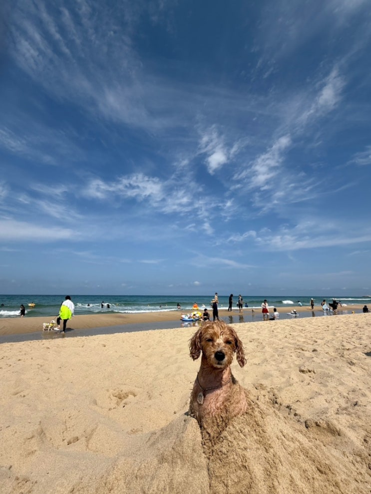 양양 멍비치 후기(샤워실, 애견샤워, 화장실⭕/파라솔, 구명조끼, 개명조끼, 튜브대여⭕/튜브 및 돗자리 세척⭕/이벤트 및 선물 ...
