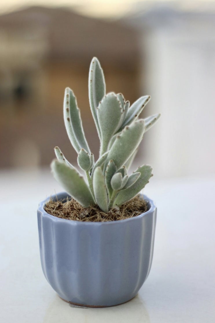 남녀 임금 격차 : 네이버 블로그