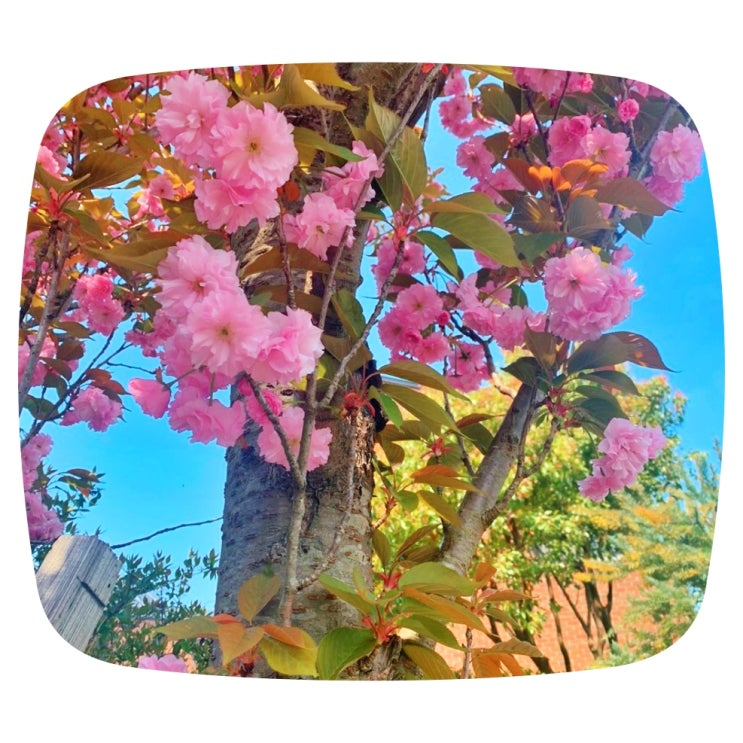 씨엠립 항공권 가격 비교와 여행 시기별 꿀팁 : 네이버 블로그