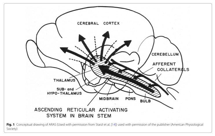 (논문리뷰) The Ascending Reticular Activating System, ARAS : 네이버 블로그