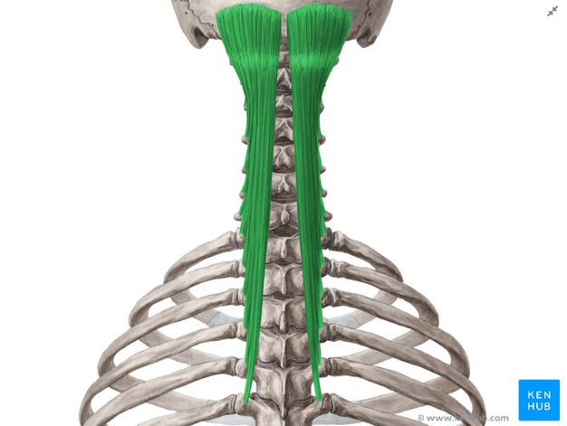 머리반가시근(=두반극근)(=Semispinalis capitis muscle), 목반가시근(=경반극근)(=Semispinalis ...