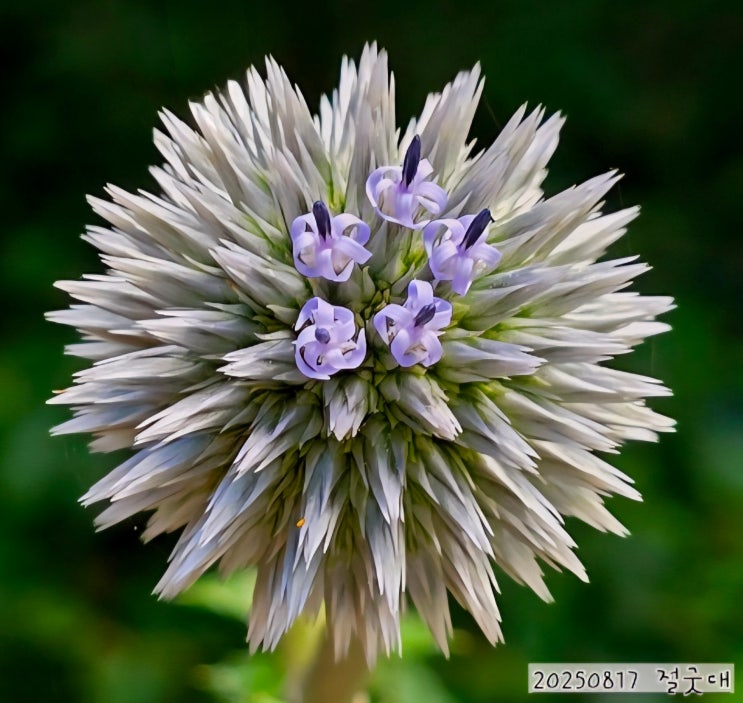 20250816ㆍ20250817 오대산 여름 야생화 절굿대ㆍ오대산 8월 야생화 남자색 절굿대ㆍ오대산 여름꽃 절굿대 : 네이버 블로그