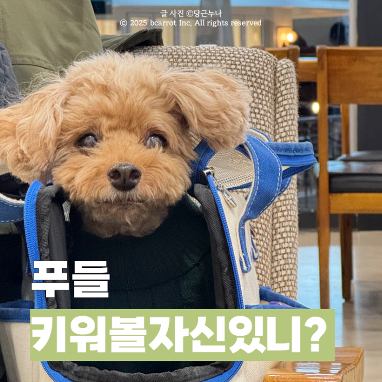 푸들 키우기 갈색 푸들 성격 특징부터 알기 : 네이버 블로그