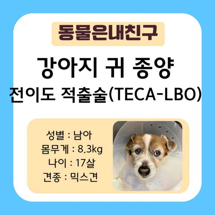 강아지 난치성 외이염 / 전이도 적출술 및 외측 고실포 절제술 (TECA-LBO) - 안산 동물은 내친구 : 네이버 블로그