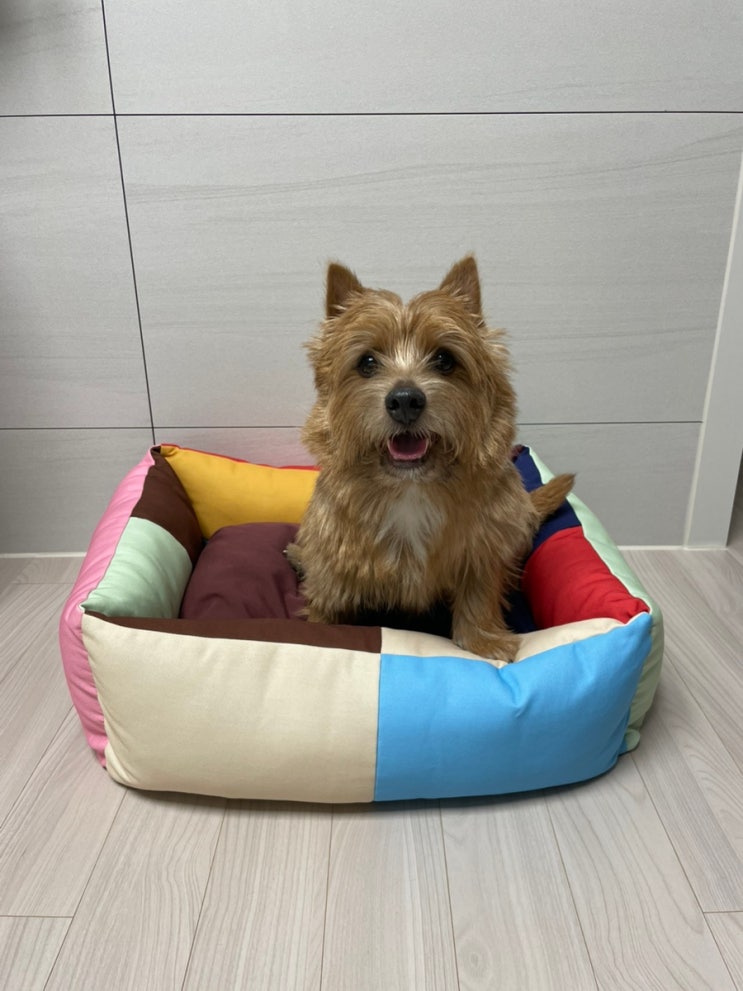 HAY강아지 침대 강아지방석 HAY DOG Series : 네이버 블로그