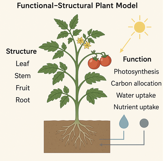 Functional-Structural Plant Model에 대해 : 네이버 블로그