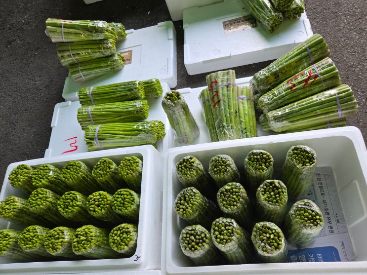 아스파라거스 재배부터 요리, 판매까지 : 네이버 블로그