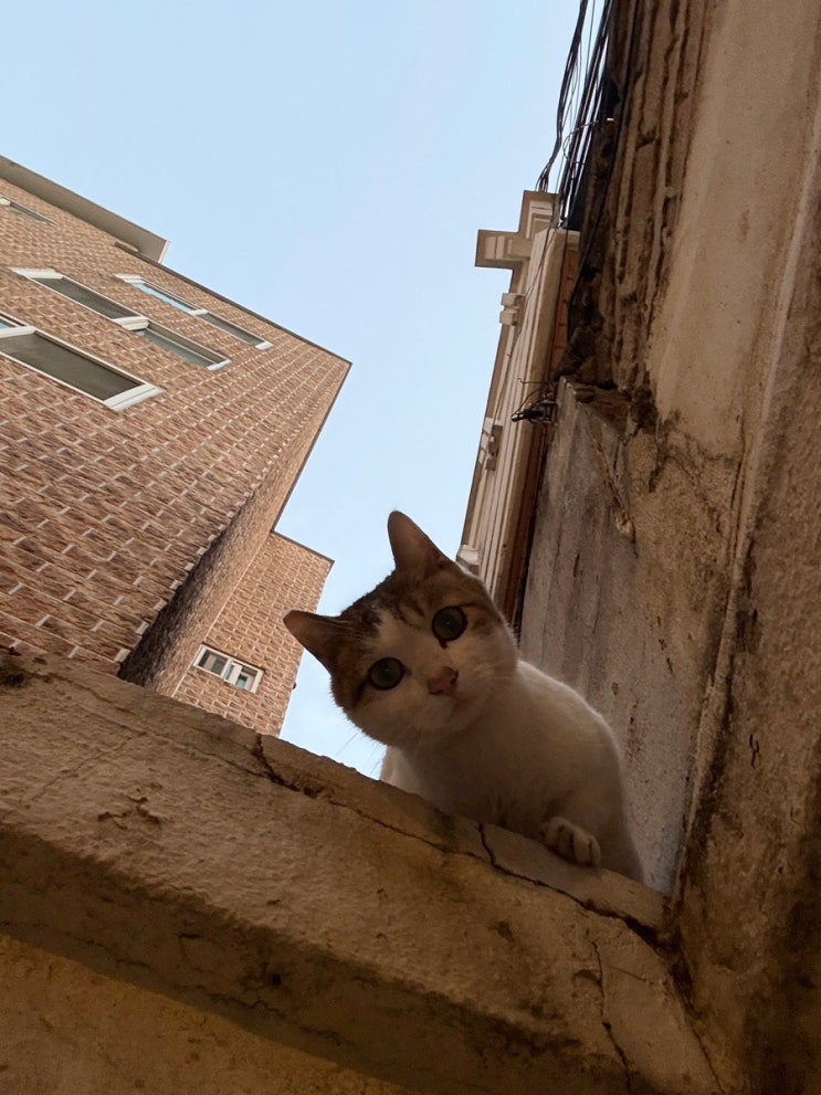 8월 일상 낋여왔슨 먹기만 했슨 : 네이버 블로그