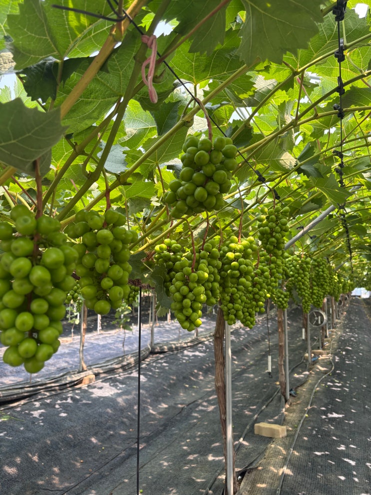 🍇 샤인머스캣, 알고 먹으면 더 맛있다! : 네이버 블로그
