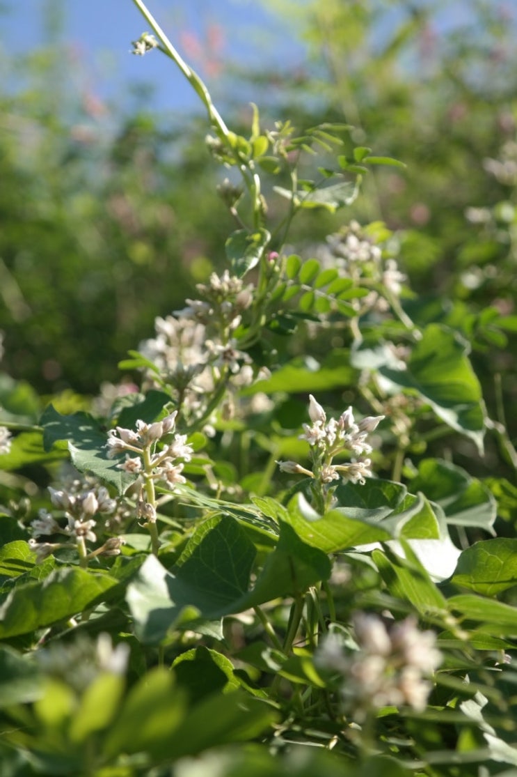 박주가리 꽃-박주가리의 효능 : 네이버 블로그