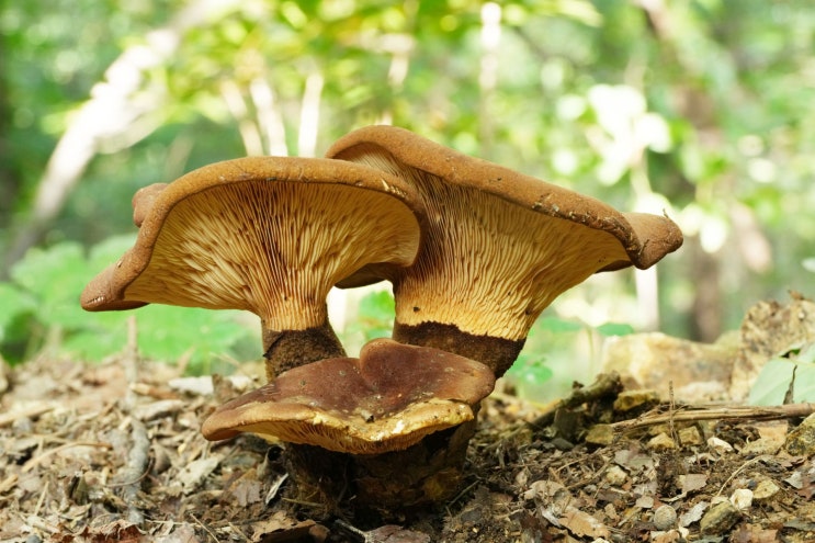 좀은행잎버섯 Tapinella atrotomentosa var. bambusinus : 네이버 블로그