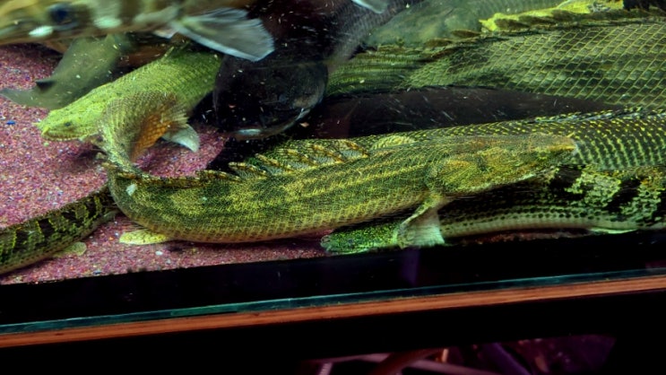 폴립테루스 Sp. 콜로톤 (Polypterus bichir "Koloton") : 네이버 블로그