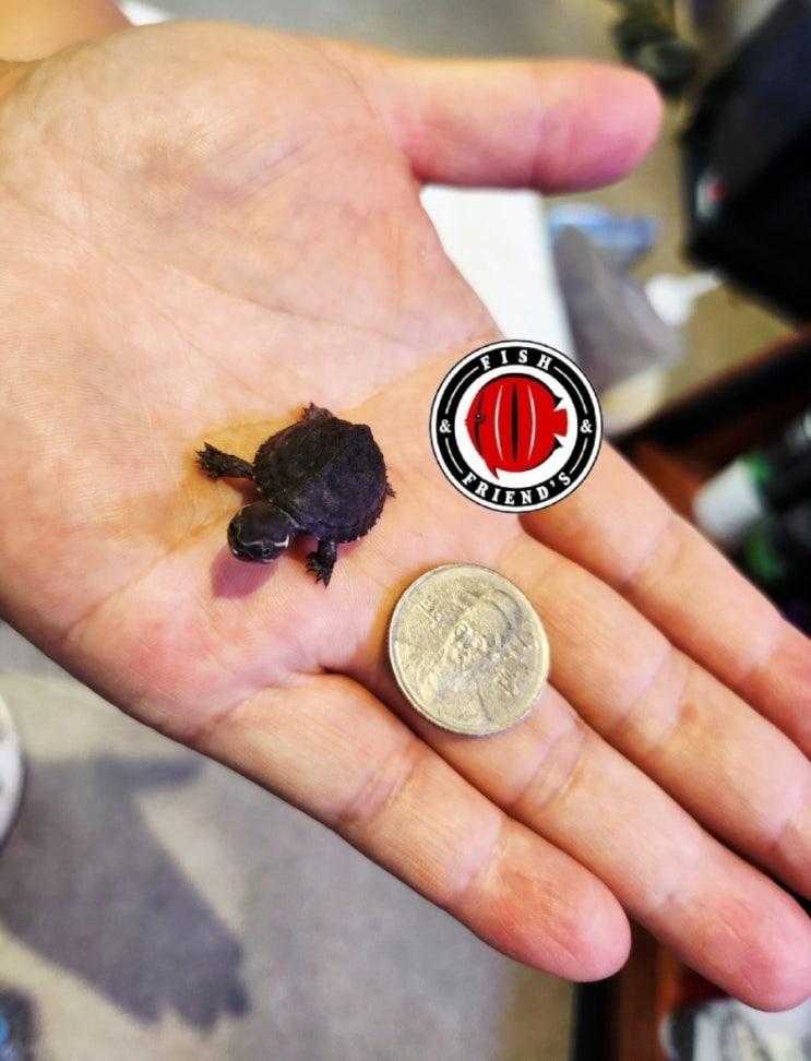 반수생 아가거북이가 입고 되었어요.~^^ : 네이버 블로그