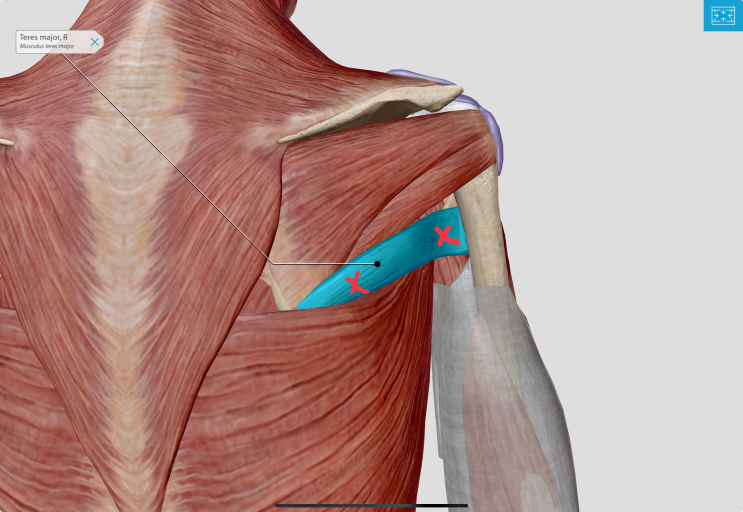[대원근, 큰원근] Teres Major m. - 등 바깥/겨드랑 통증 : 네이버 블로그