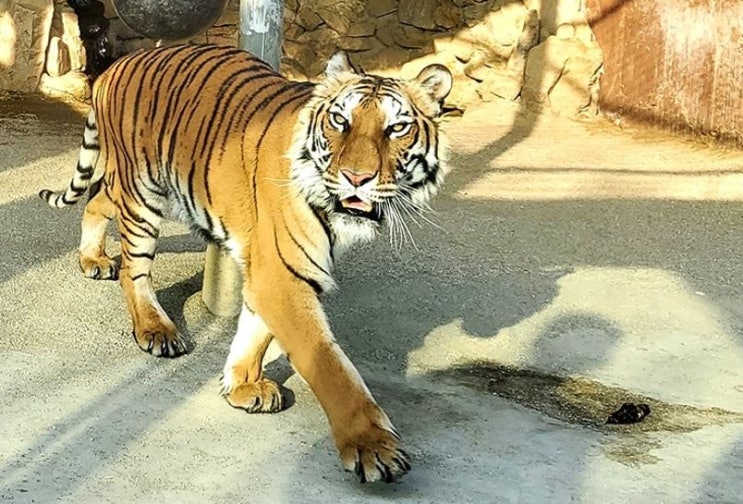 강릉 옥계 쌍둥이 동물농장 동물원 먹이주기 체험 입장료 정보 : 네이버 블로그