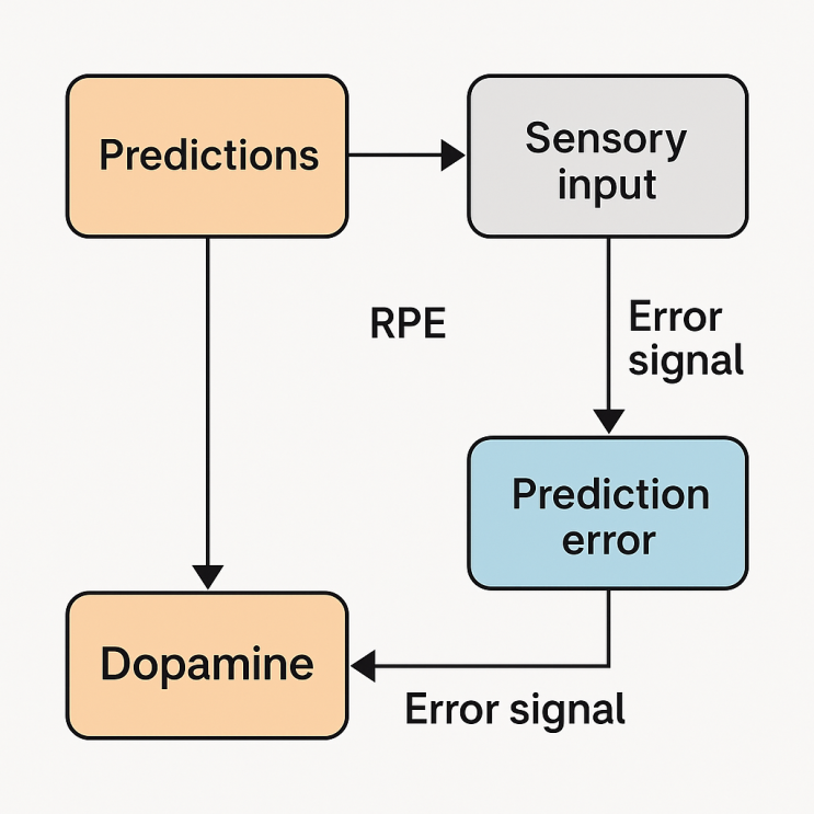 부산에서 예측 코딩(Predictive coding)과 도파민(Dopamine)의 관계를 신경생리학 관점에서 알아보자 ...