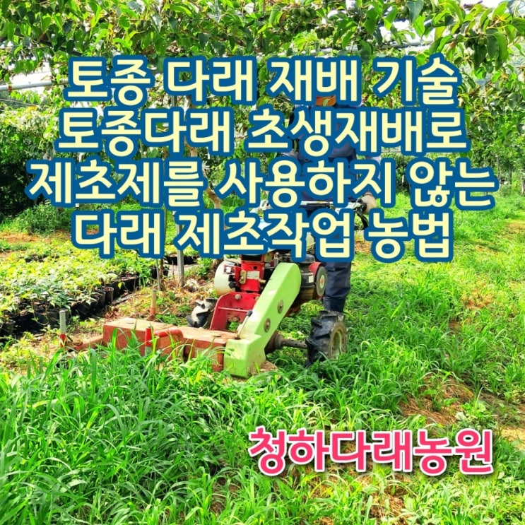 토종 다래 재배 기술 토종다래 초생재배로 제초제를 사용하지 않고 제초작업 농법으로 토종 다래 재배하여 판매 : 네이버 블로그
