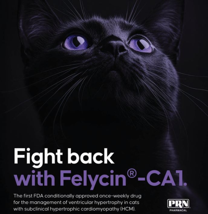 고양이 비대성심근병증 HCM 신약소개! Felycin®-CA1 : 네이버 블로그
