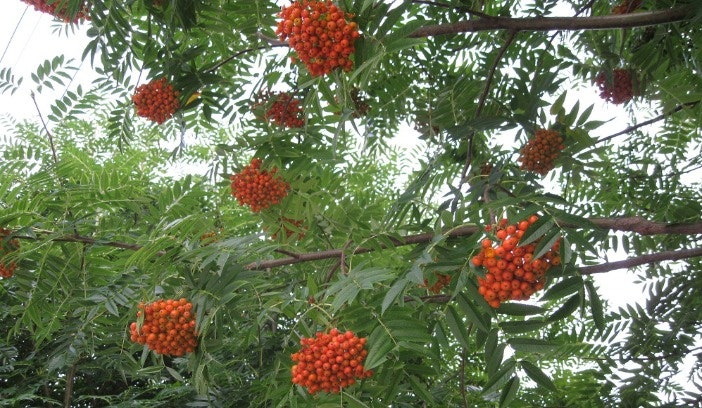 마가목 재배방법 : 네이버 블로그