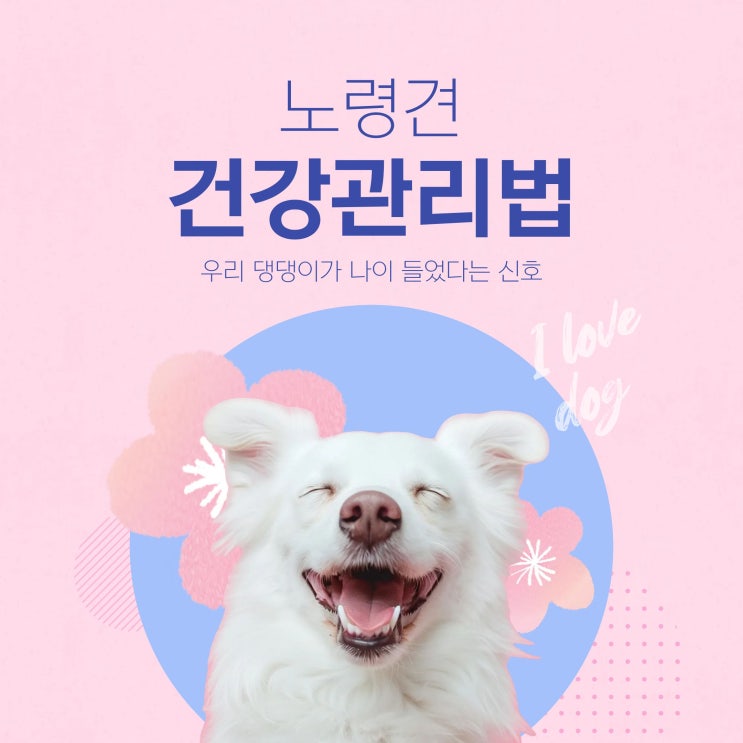 노령견을 위한 건강관리법 : 네이버 블로그