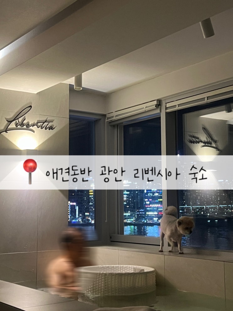 #3. 광안리 애견동반 숙소 리벤시아 내돈내산 솔직리뷰 : 네이버 블로그