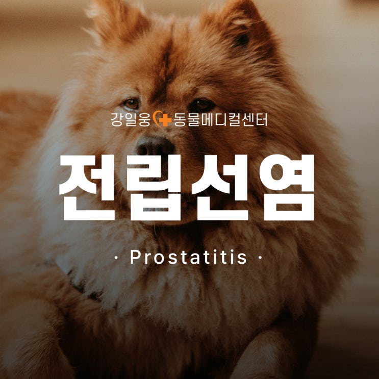전립선염(Prostatitis) : 네이버 블로그