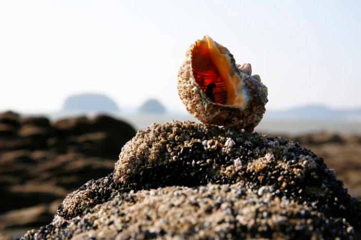 ‘2025 유네스코 세계유산 서천갯벌 디카시 전국공모전’ 심사 결과 : 네이버 블로그