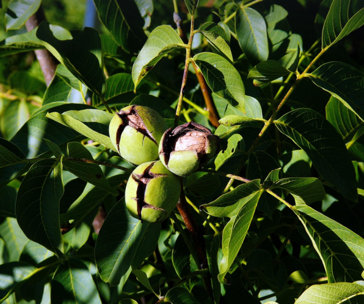 The Black Walnut Tree - Mary Oliver : 네이버 블로그