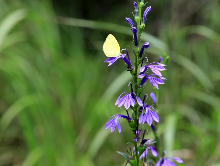 숫잔대 : 네이버 블로그