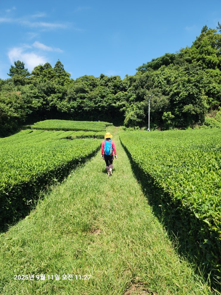 제주 올레 14-1 코스 : 네이버 블로그