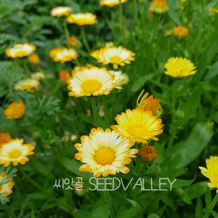 [씨앗] 카렌듈라 웁시 데이지 - Calendula Oopsy Daisy 씨앗판매_씨앗골 : 네이버 블로그