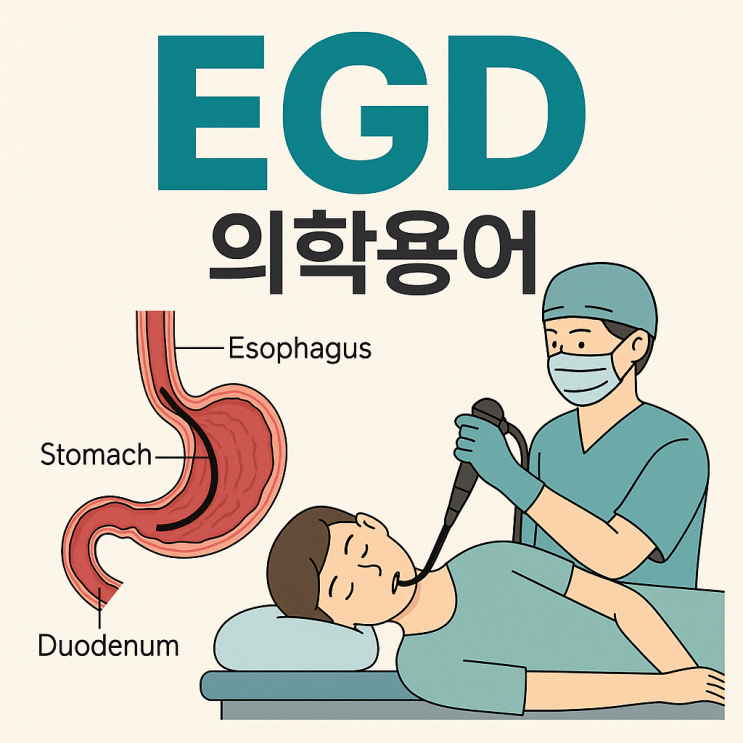 의학용어 EGD란 무엇일까? : 네이버 블로그