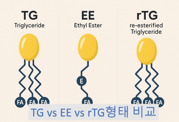 오메가3 rTG vs EE vs TG형태 비교 : 네이버 블로그