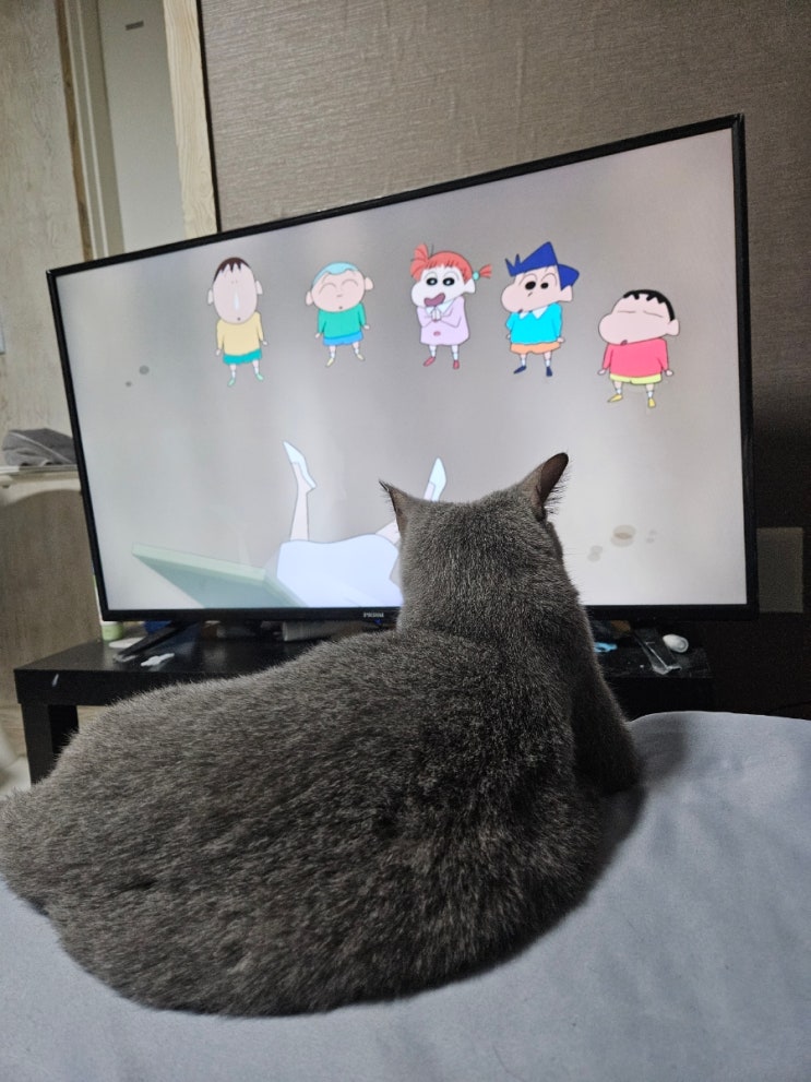 고양이 귀여워! : 네이버 블로그