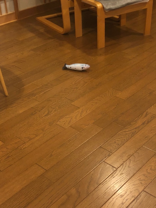 [5ch] 우리 고양이한테 인형을 사줬어 : 네이버 블로그