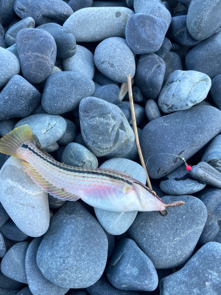 지난주말일상 🐟울산 용치놀래기 낚시, 영도 방파제 낚시 : 네이버 블로그