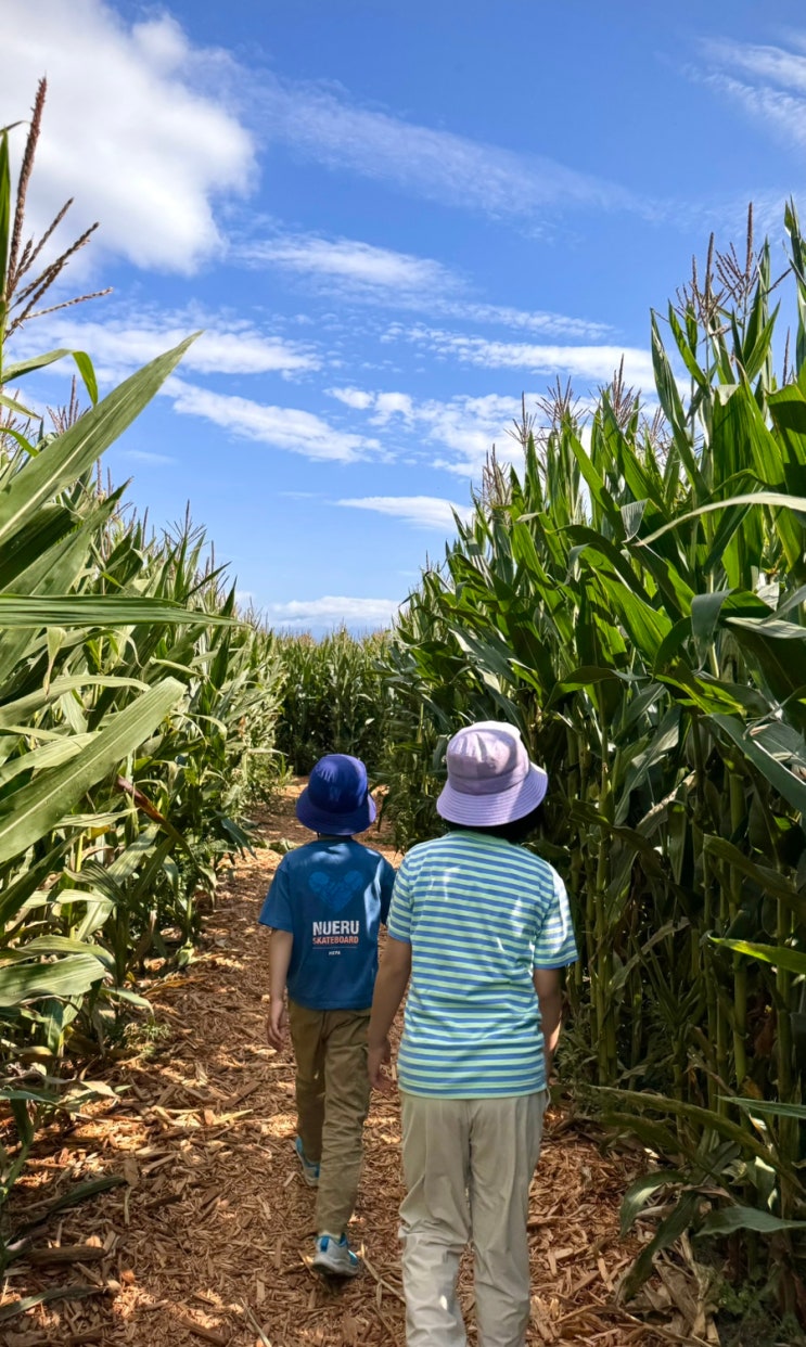 옥수수하면 칠리왁! 🌽 밴쿠버 근교 Corn Daze 즐기고 왔어요 : 네이버 블로그