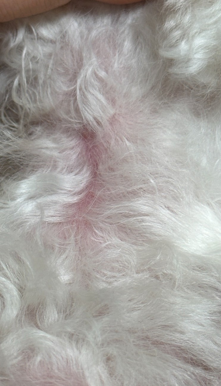 강아지 농피증 원인 딱지 치료 : 네이버 블로그