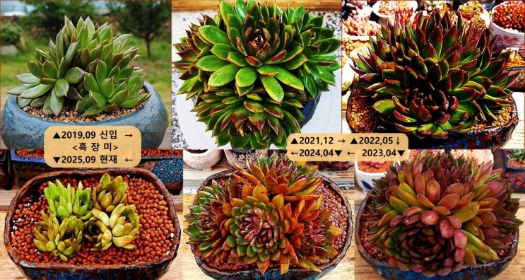 반려 식물 다육이 성장 기록 : 네이버 블로그