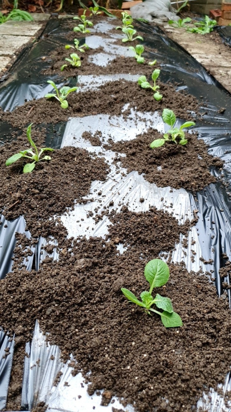 와. 꽃보다 김장배추. : 네이버 블로그