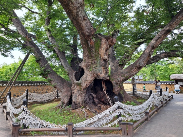 안동 하회마을~삼신당신목 : 네이버 블로그
