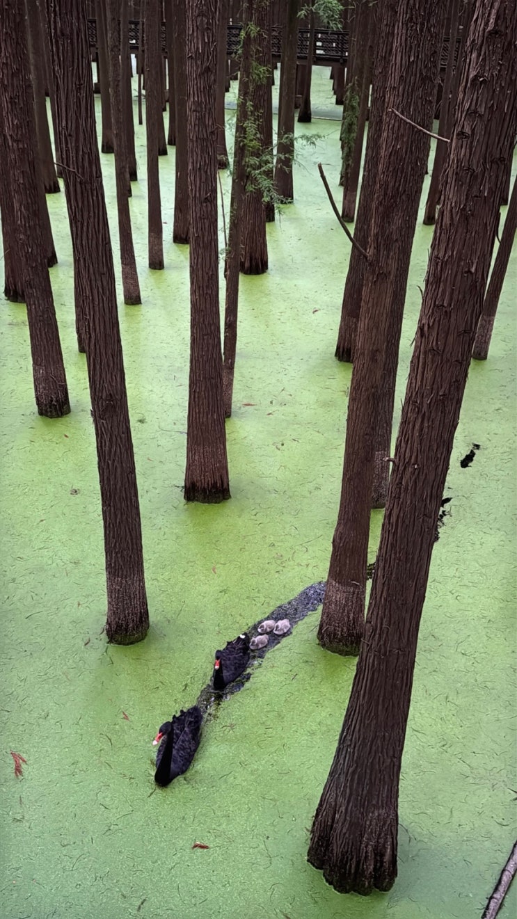 중국 항저우 2박 3일 자유 여행 🏞️ | 서호, in77 백화점 거리, 헌지우이치엔, 왕홍 메이크업, 청산호, 무림 야시장 : 네이버 블로그