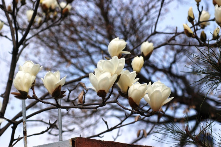 擬古意(의고의) 乾隆帝(건륭제) : 네이버 블로그