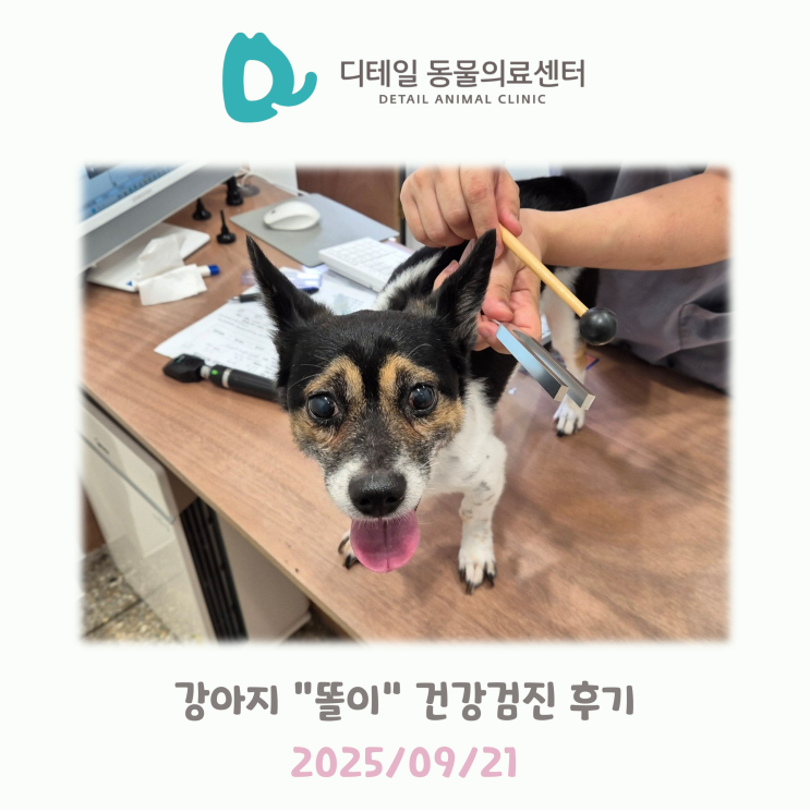 철산 동물병원) 강아지 "똘이" 건강검진 후기 (심부전, 쿠싱) : 네이버 블로그