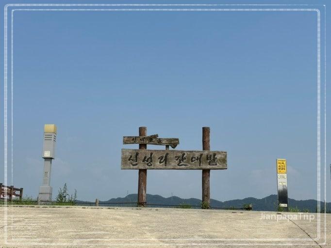 발길 닿는 곳마다 '인생작'! 서천 신성리 갈대밭, 바람이 속삭이는 황금빛 감성 힐링 스팟 : 네이버 블로그