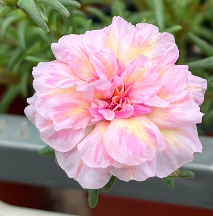 분갈이도 해야하는데 : 네이버 블로그