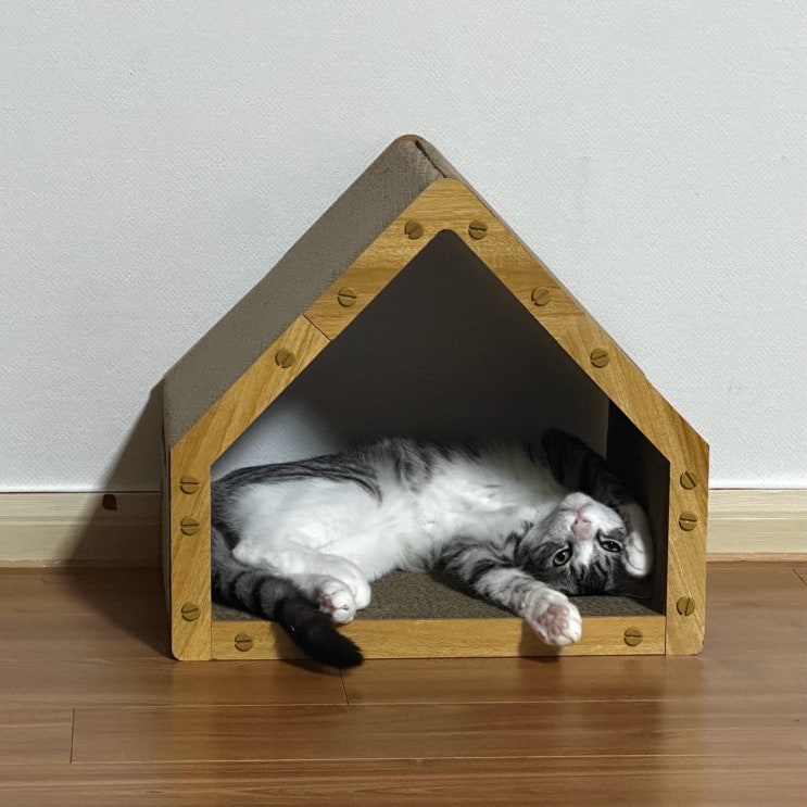 고양이 스트레스 해소! 집냥이 최애템 오각 스크래쳐 숨숨집 추천 : 네이버 블로그