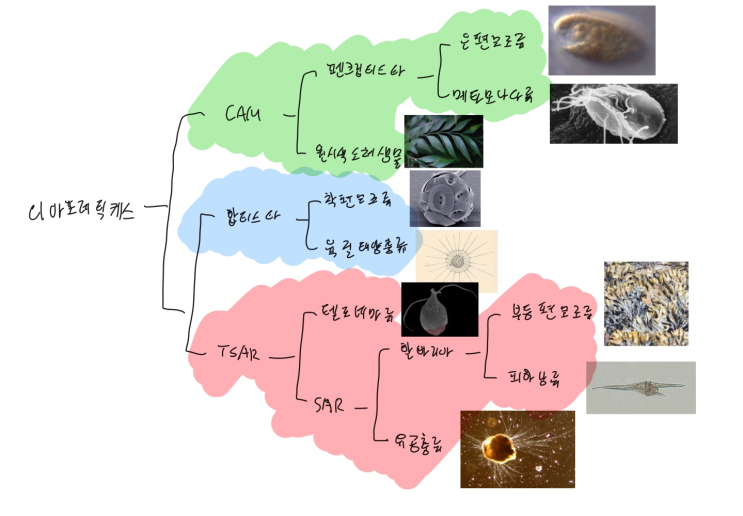 280. 진핵생물 분류의 최정점, 유색피하낭계(Chromalveolata)는 왜 무너졌는가: Diaphoretickes 계통분류 ...