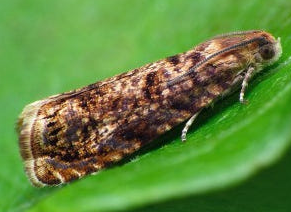 복숭아순나방붙이(Grapholita dimorpha) 페로몬 유인제 – 케난(Kenan) : 네이버 블로그