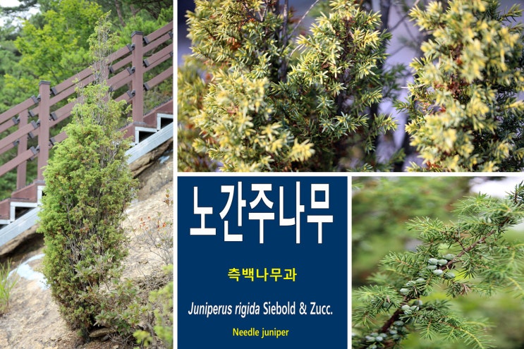 노간주나무 [Juniperus rigida] 측백나무과 상록교목 자생식물 Needle juniper : 네이버 블로그